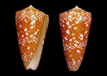 弓舌总科 Toxoglossa 蓝色动物学（中国动物学科普）